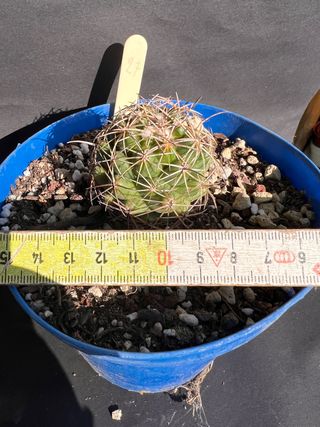 Coryphantha sp1 pianta grassa