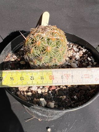 Coryphantha cornifera pianta grassa