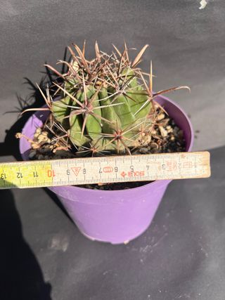 Ferocactus horridus pianta grassa