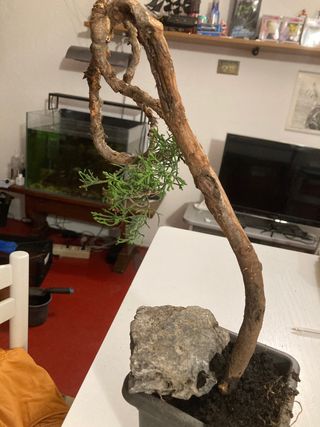 bonsai Ginepro
