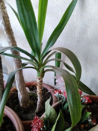 Pianta Yucca