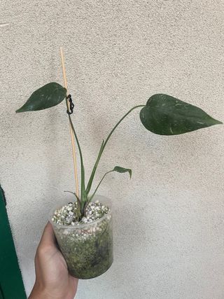 monstera thai constallation