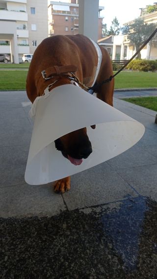 collare elisabettiano