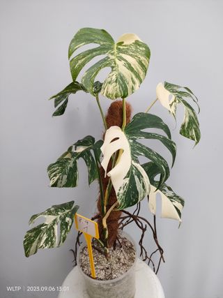 Monstera  Albo Variegata EXACT PLANT 8.9.1