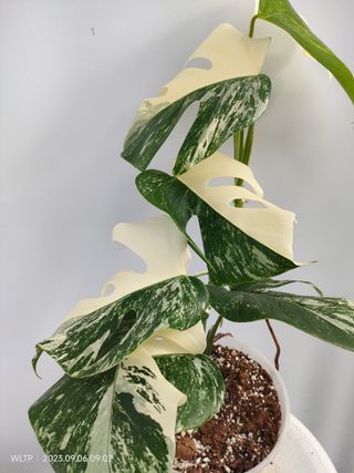 Monstera deliciosa Albo Variegata UNIQUE,  6.9.21