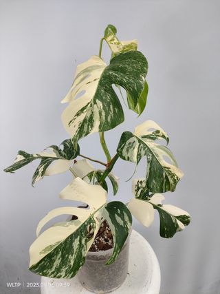 Monstera deliciosa Albo Variegata UNIQUE 6.9.27