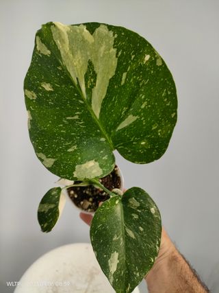 Monstera Thai constellation , Exact plant 6.9.5