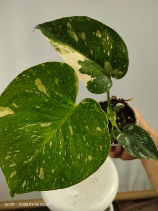 Monstera Thai constellation , Exact plant 6.9.6