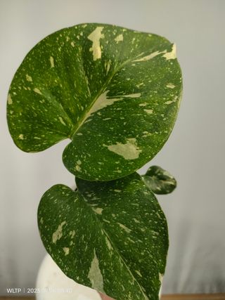 Monstera Thai constellation , Exact plant 6.9.7