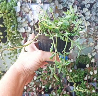 senecio peregrinus vaso 10 cm