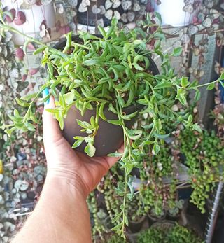 senecio peregrinus, delfino, vaso 12 cm