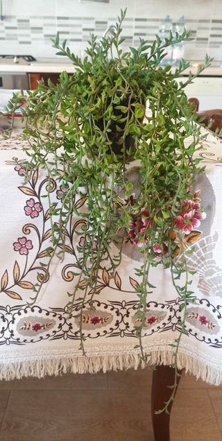 senecio peregrinus, delfino, vaso 16 cm