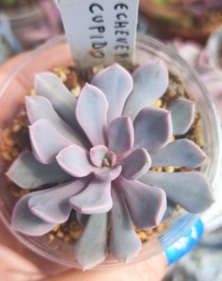 graptoveria topsy Debbie, Cupido, vaso 7