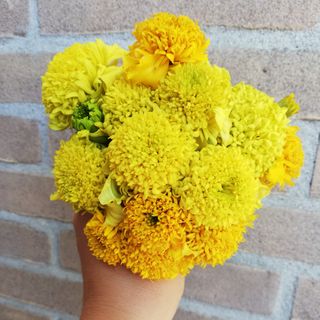 Semi di fiori_tagete/marigold