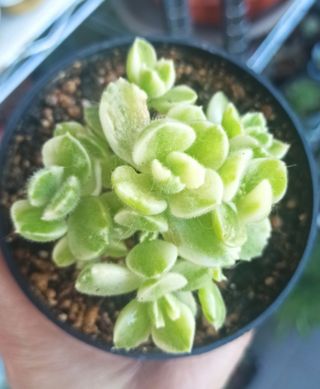 cotyledon tomentosa variegata, vaso 10 cm
