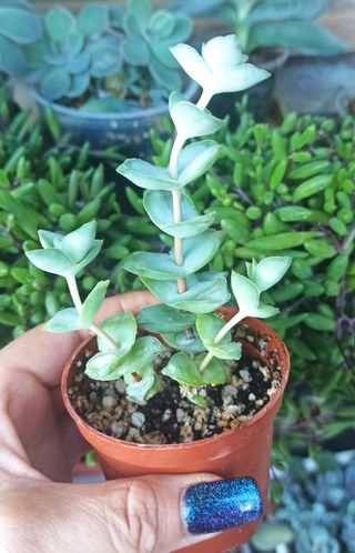 crassula perforata vaso 8 cm