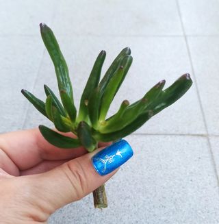 crassula gollum talee