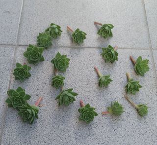 sempervivum calcareum talee