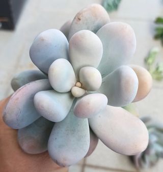 pachyphytum oviferum talea