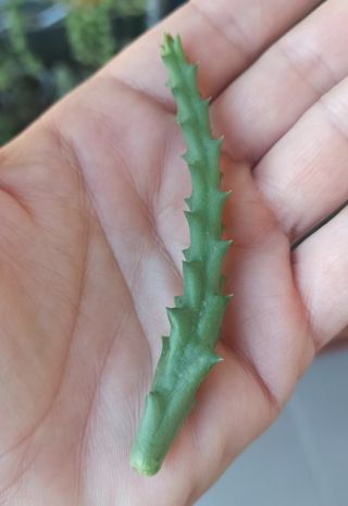stapelia variegata talea