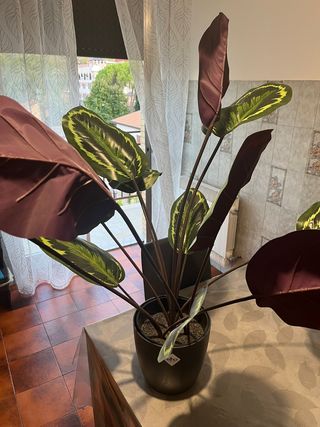 Pianta finta