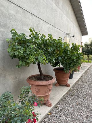 Vaso con Pianta d’uva