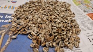 25 semi di girasole gigante 2 m