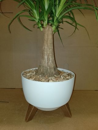 Pianta da interno (mangiafumo)