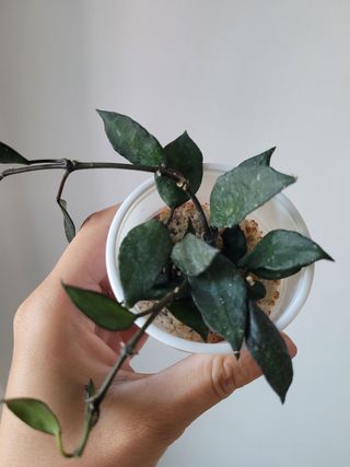 Hoya Krohniana Black Leaf