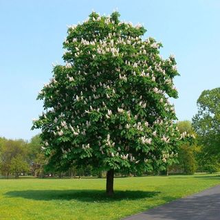 semi Aesculus Hippocastanum