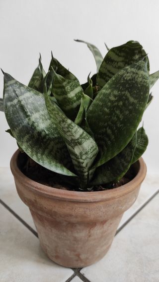 Sansevieria