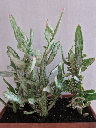 Opuntia monacantha variegata