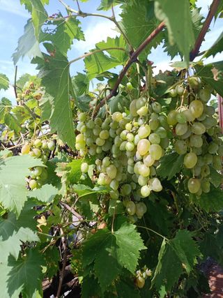 Uva produzione casalinga