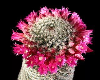 Pianta  cactus Mammillaria