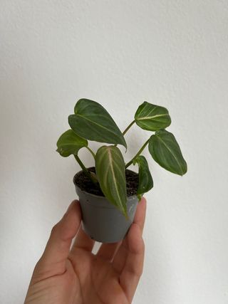 Philodendron Gloriosum Baby #2