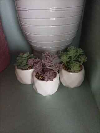 Piante grasse artificiale