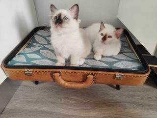 cuccia gatto o cane con valigia vintage