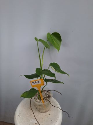 Monstera deliciosa Albo Variegata UNIQUE 13.9.3