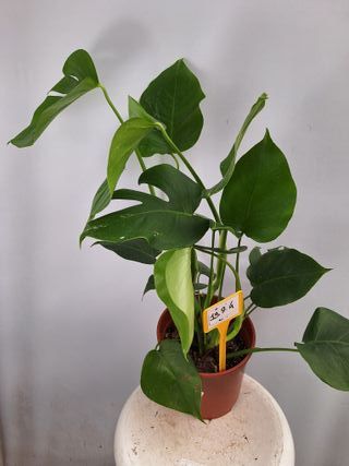 Monstera deliciosa Albo Variegata UNIQUE 13.9.4