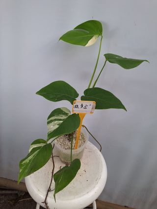 Monstera deliciosa Albo Variegata UNIQUE 13.9.5