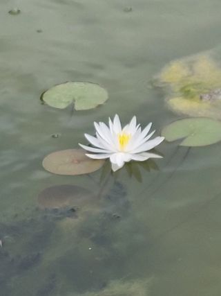 Rizoma Ninfea rustica bianca