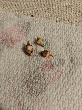 Rizoma Alocasia Polly