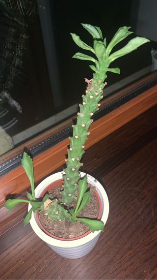 pianta grassa perno di Eva