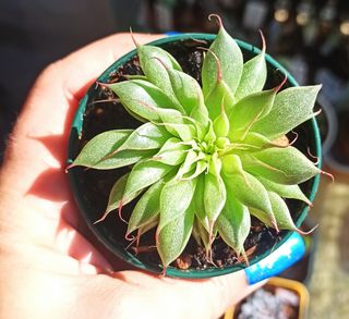 graptoveria silver star vaso 8.5 cm