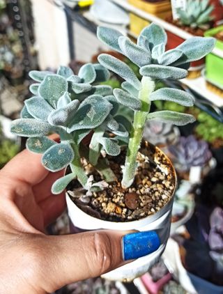 echeveria pulvinata frosty, vaso 8.5 cm