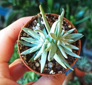 Dudleya virens  vaso 5.5 cm