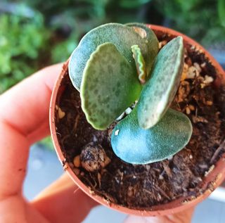 adromischus cooperi vado 5.5 cm