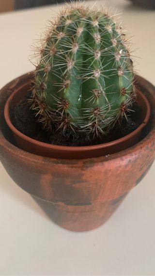 pianta con radice e vaso in ceramica