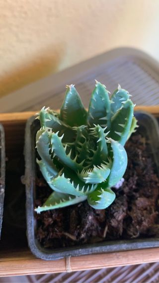 pianta grassa aloe vera