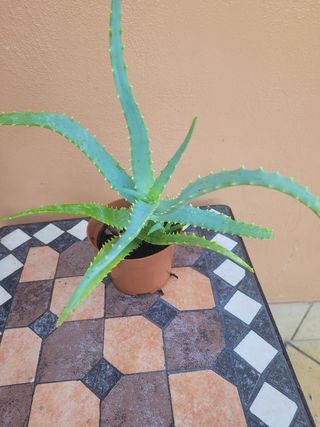 Aloe Arborescens bio